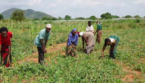 Tonya Allen - McKnight Foundation