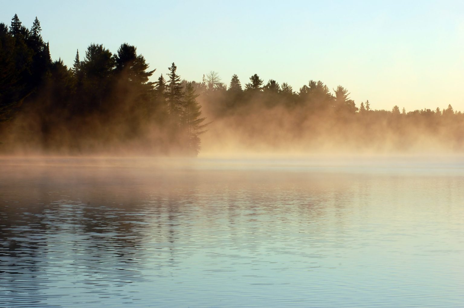 Tonya Allen - McKnight Foundation